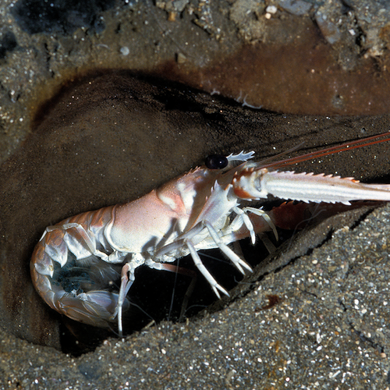 Nephrops prototype machine - Fisheries Innovation & Sustainability